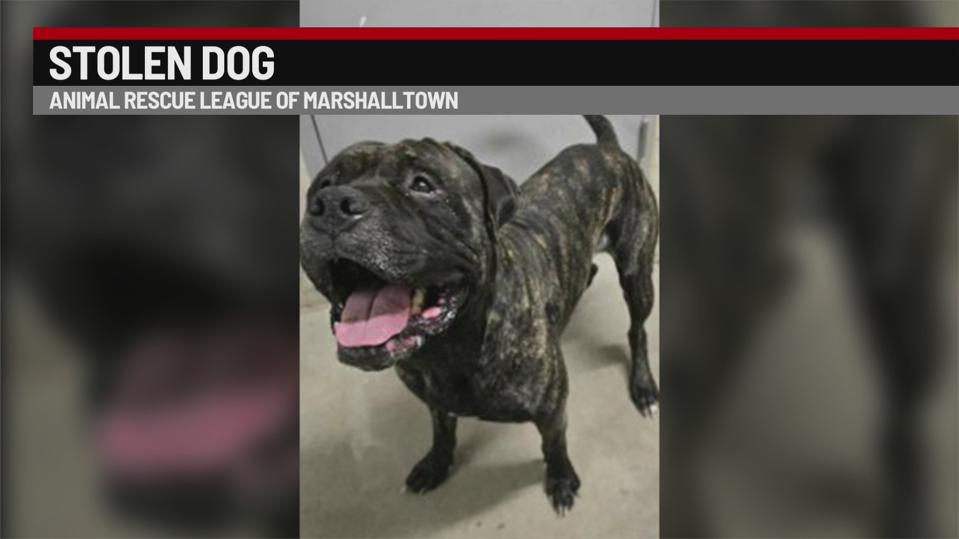 Dog stolen from Marshalltown animal shelter, search for culprit ...