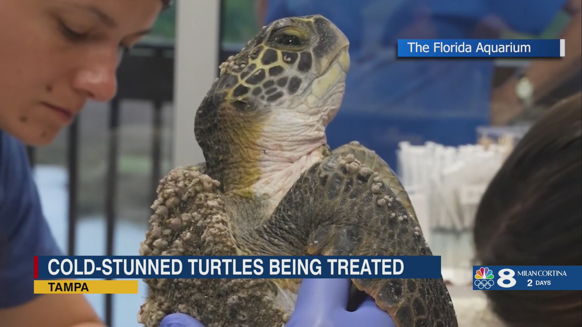 Sea turtles ‘cold-stunned’ by wintry weather – WFLA