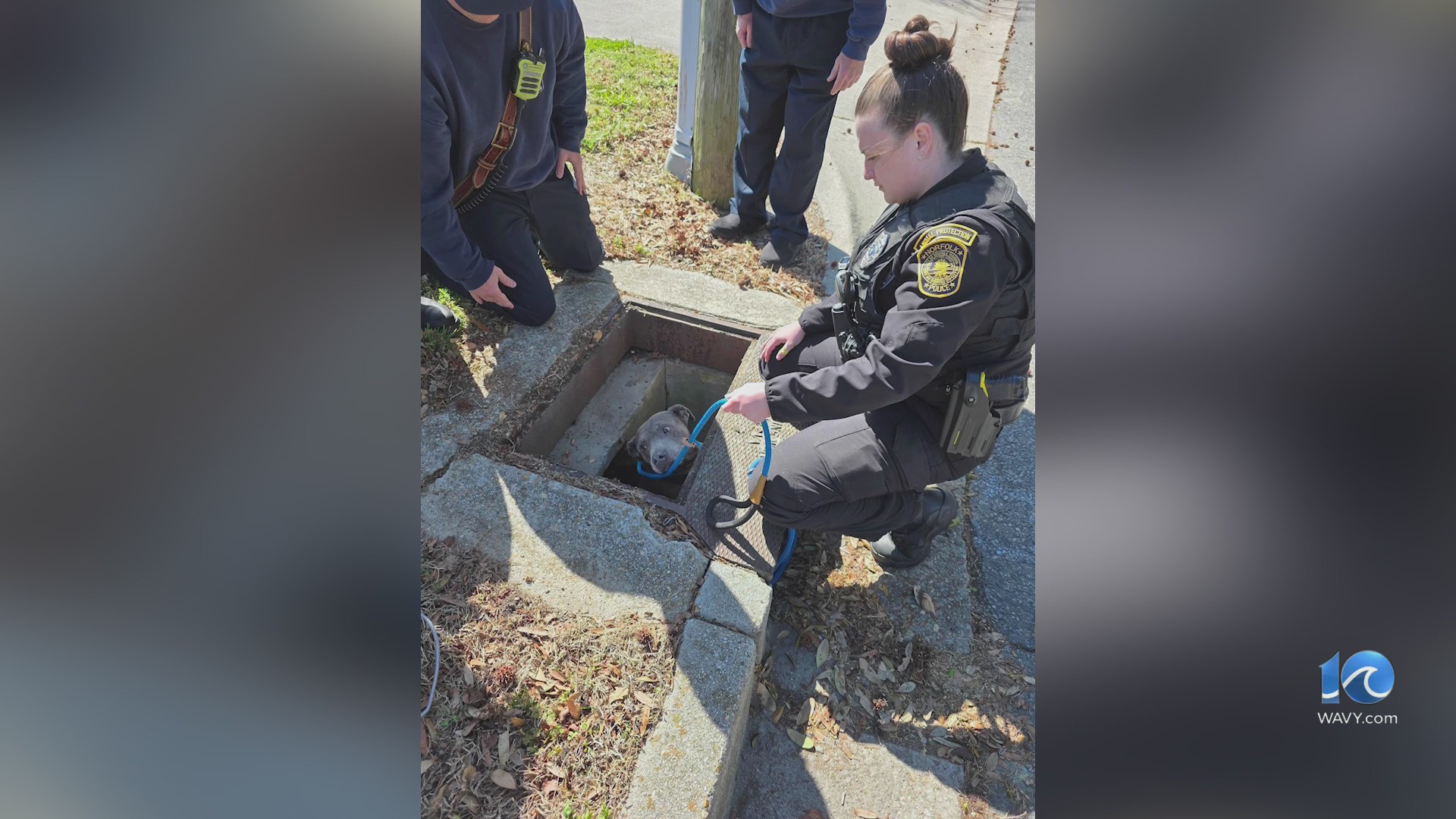 Dog rescued from storm drain in Norfolk – WAVY.com