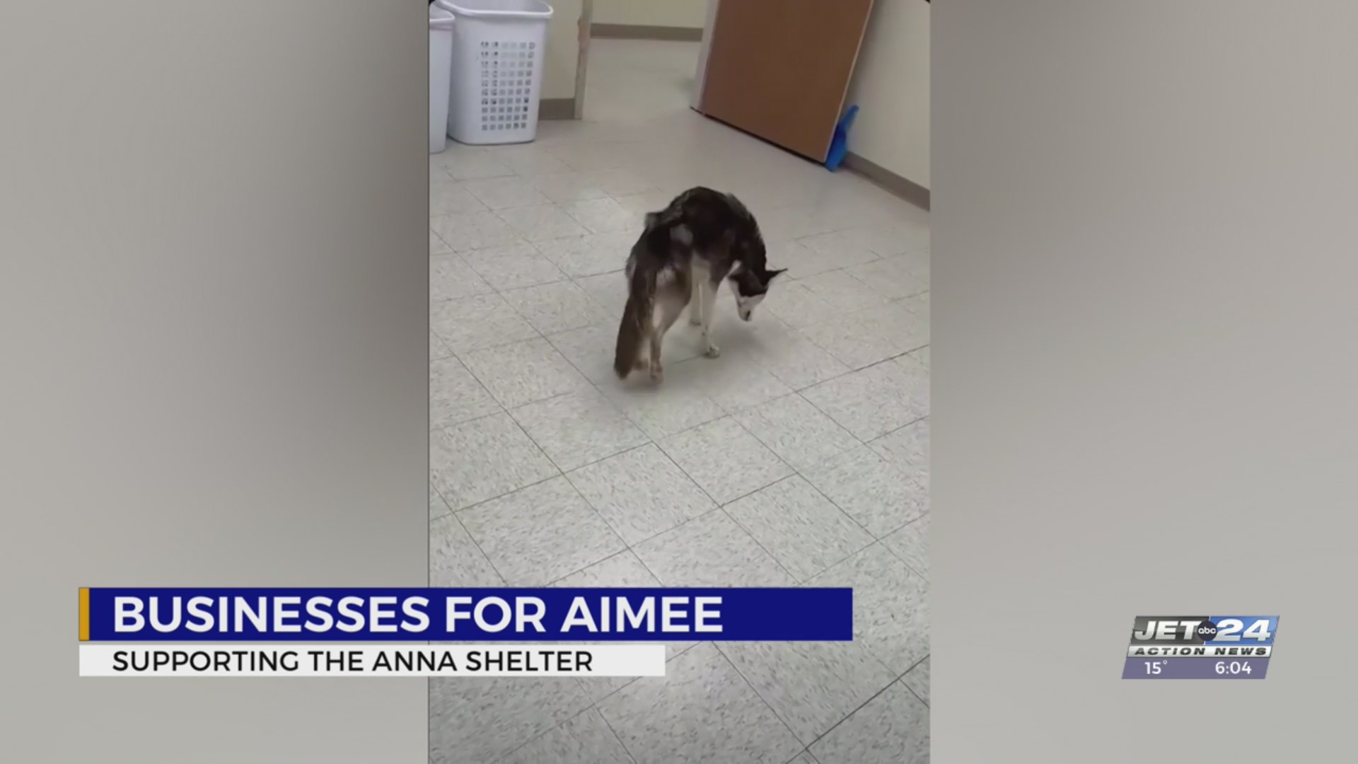 Erie businesses rally to show support for Aimee, abused animals – WJET ...