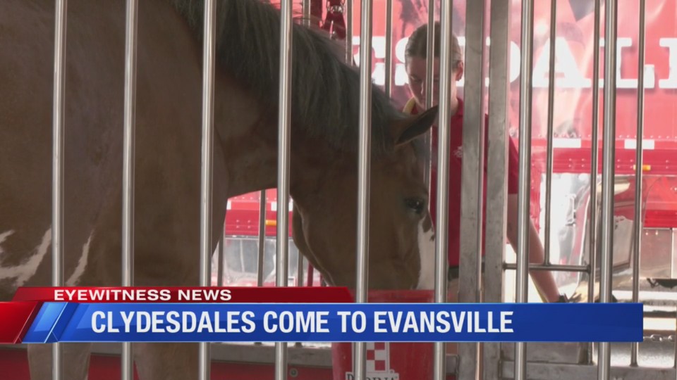 Budweiser Clydesdales come to Evansville – Eyewitness News (WEHT/WTVW)