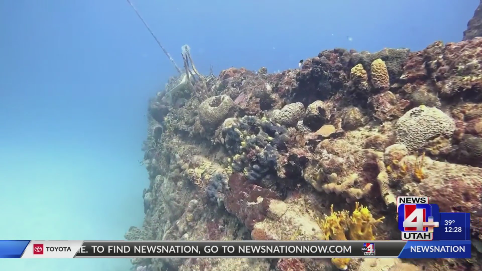 Local nurse braves killer shark to rescue woman in US Virgin Island ...