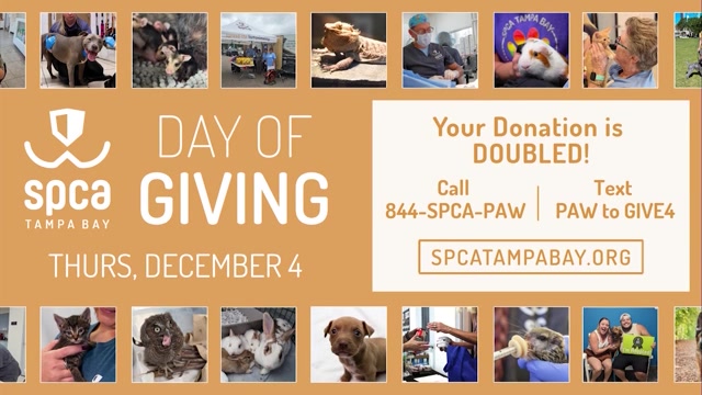 SPCA Tampa Bay needs community support during annual Day of Giving 24 ...