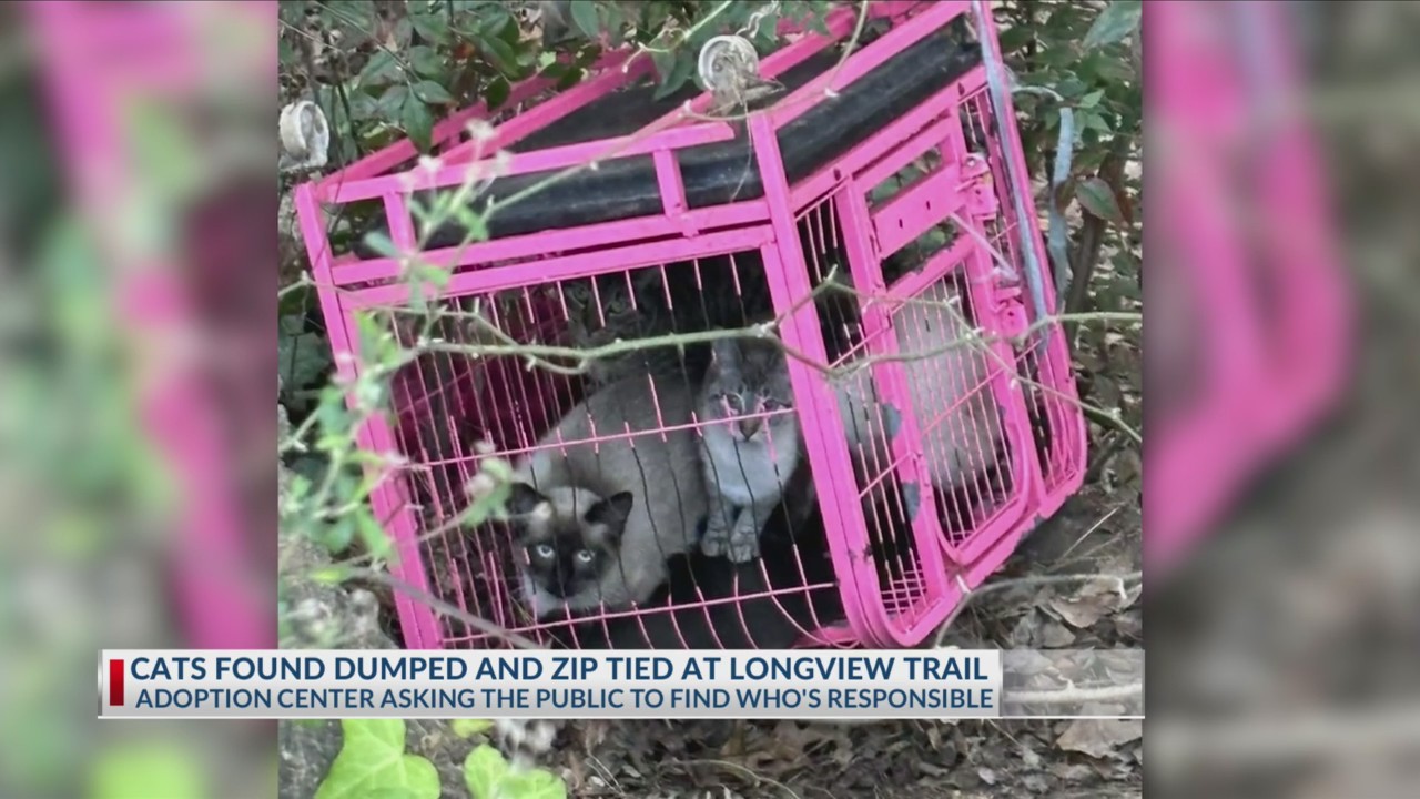 Cats trapped in crate found near Longview trail, officials searching ...