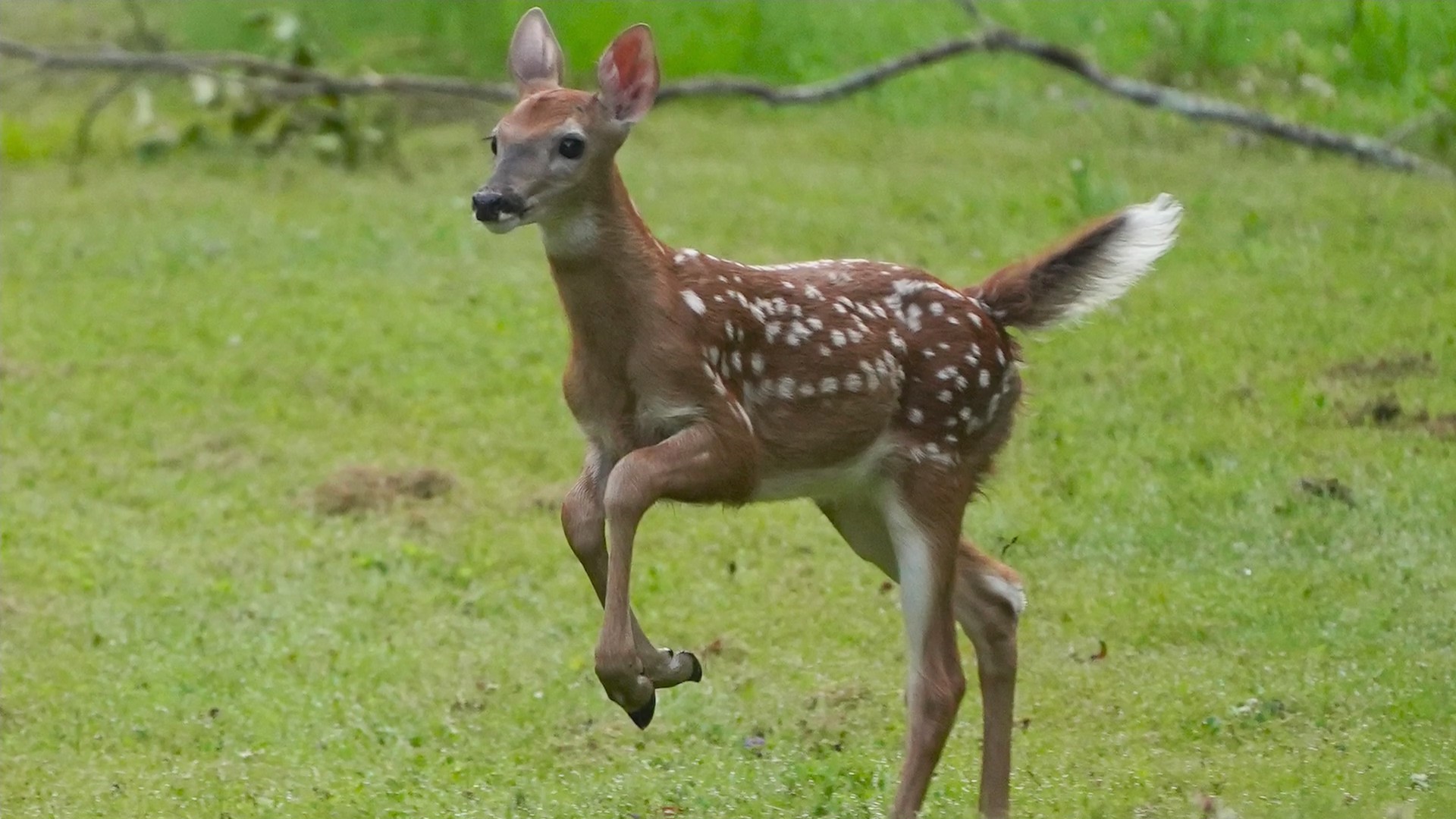 Wildlife experts explain why leaving baby animals alone can save them ...
