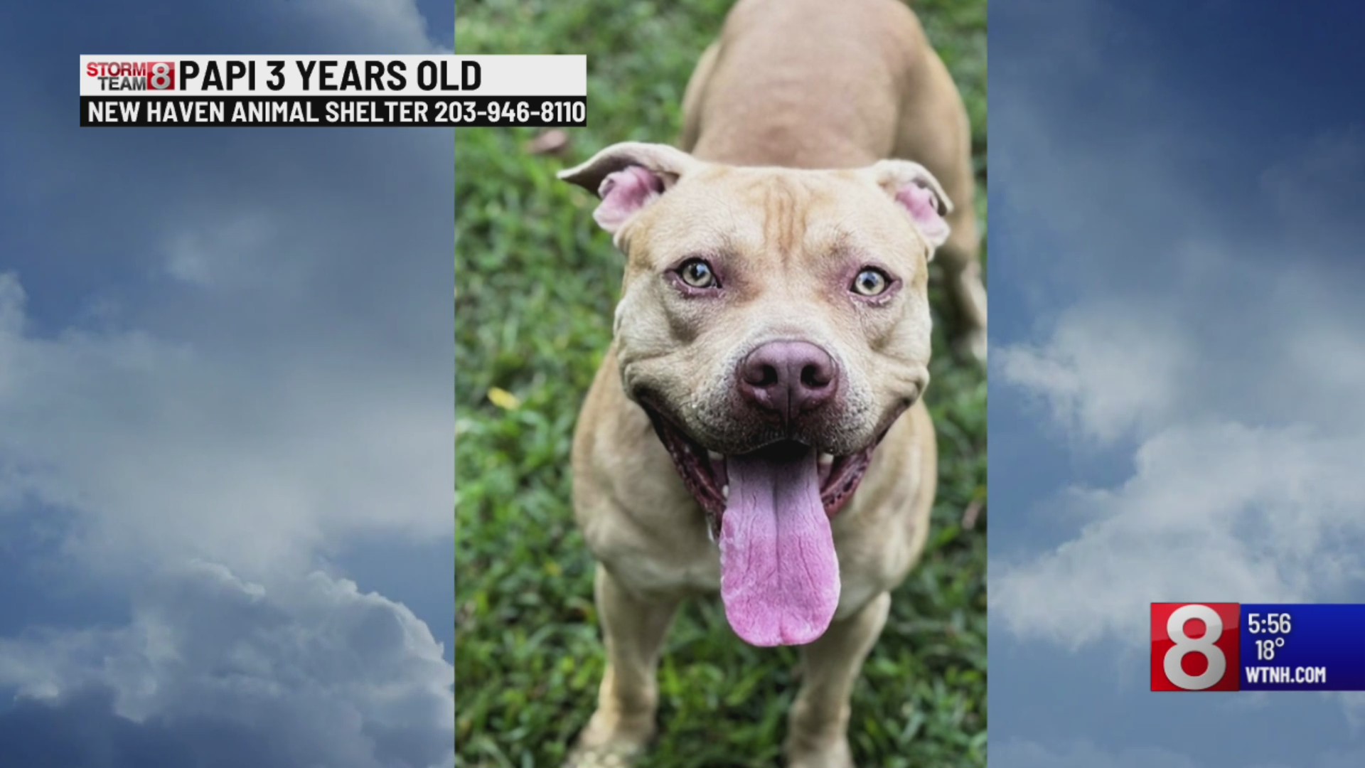 Pet of the Week: Papi – WTNH.com