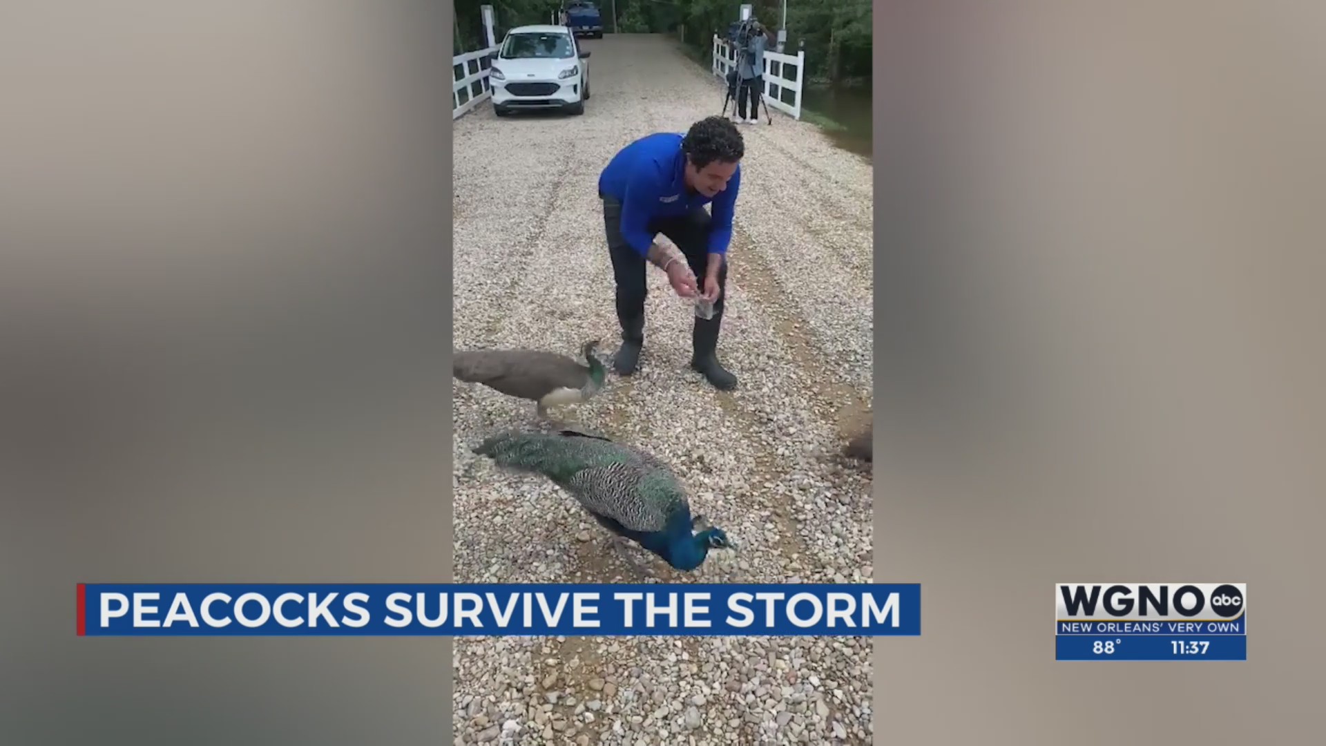 60 Peacocks survive flood waters near Tangipahoa River – WGNO