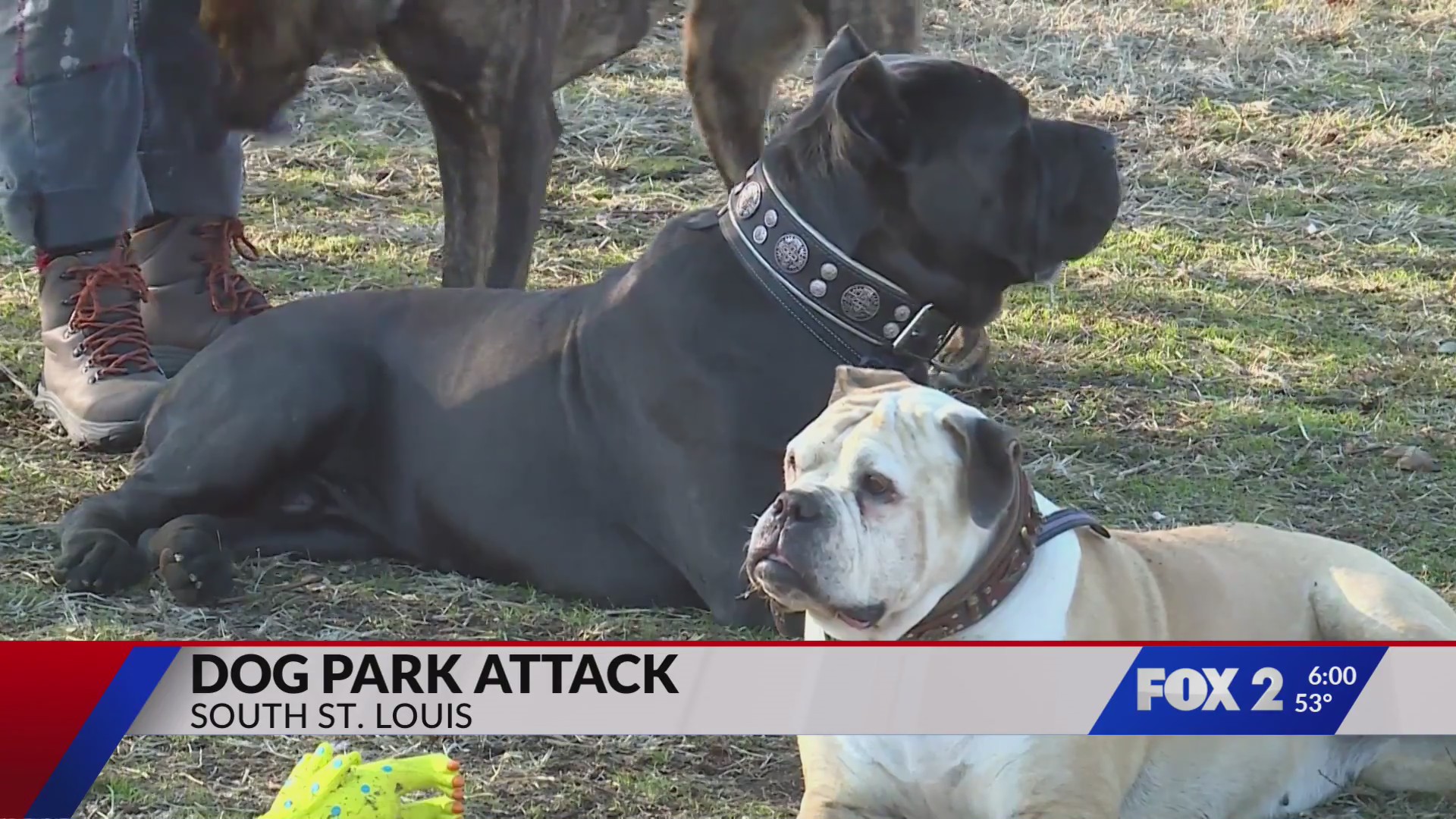Dog attacks reported in Dutchtown; neighbors call for enforcement – FOX 2