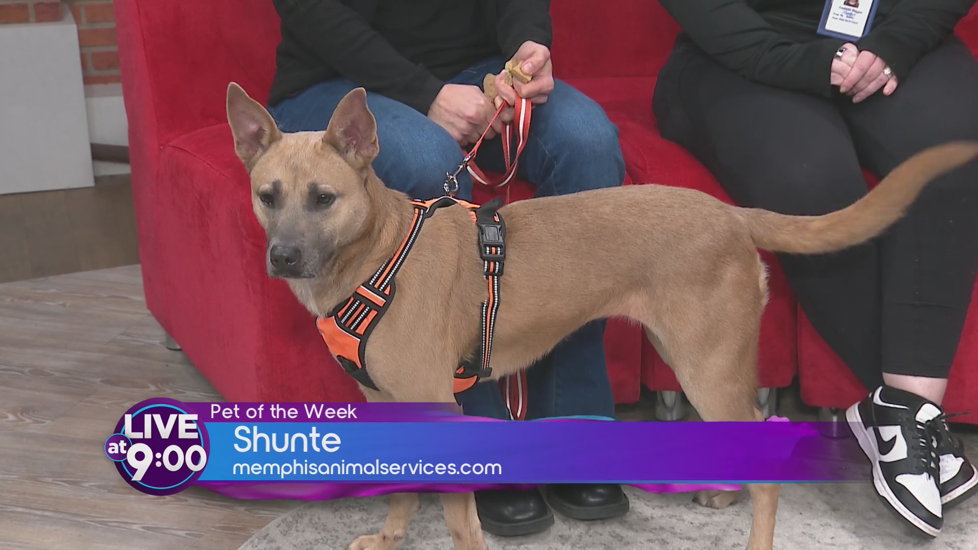 Pet of the Week Shunte is ready for her forever home – WREG.com