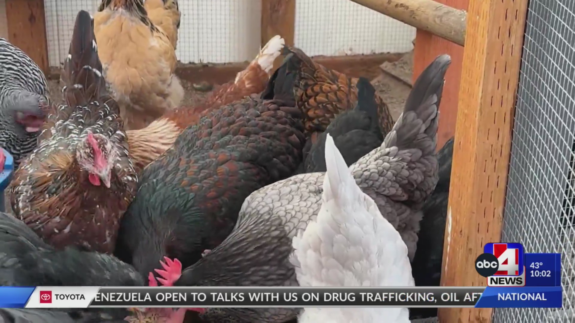 Hill Farms homeowner forced to give up chickens after HOA vote falls ...