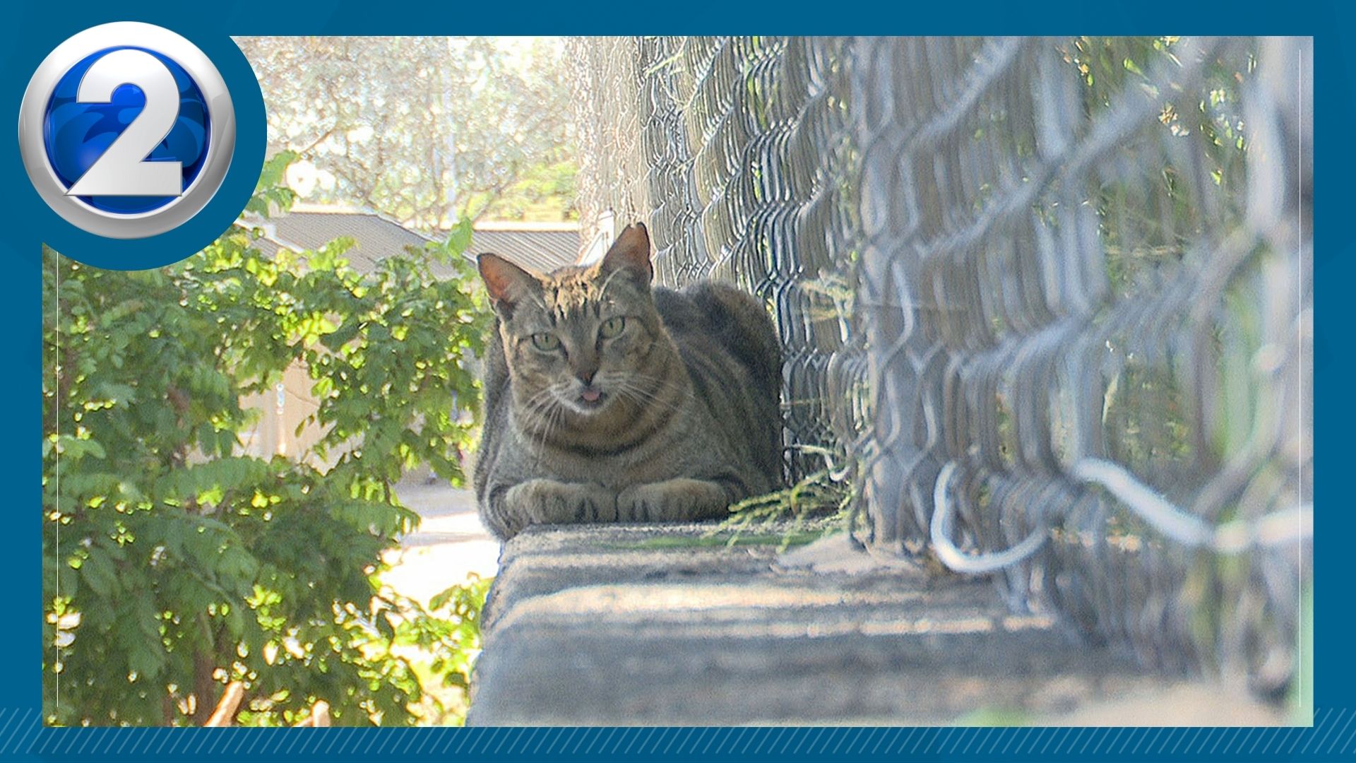 Contagious, fatal disease on the rise in Hawaii cats – KHON2