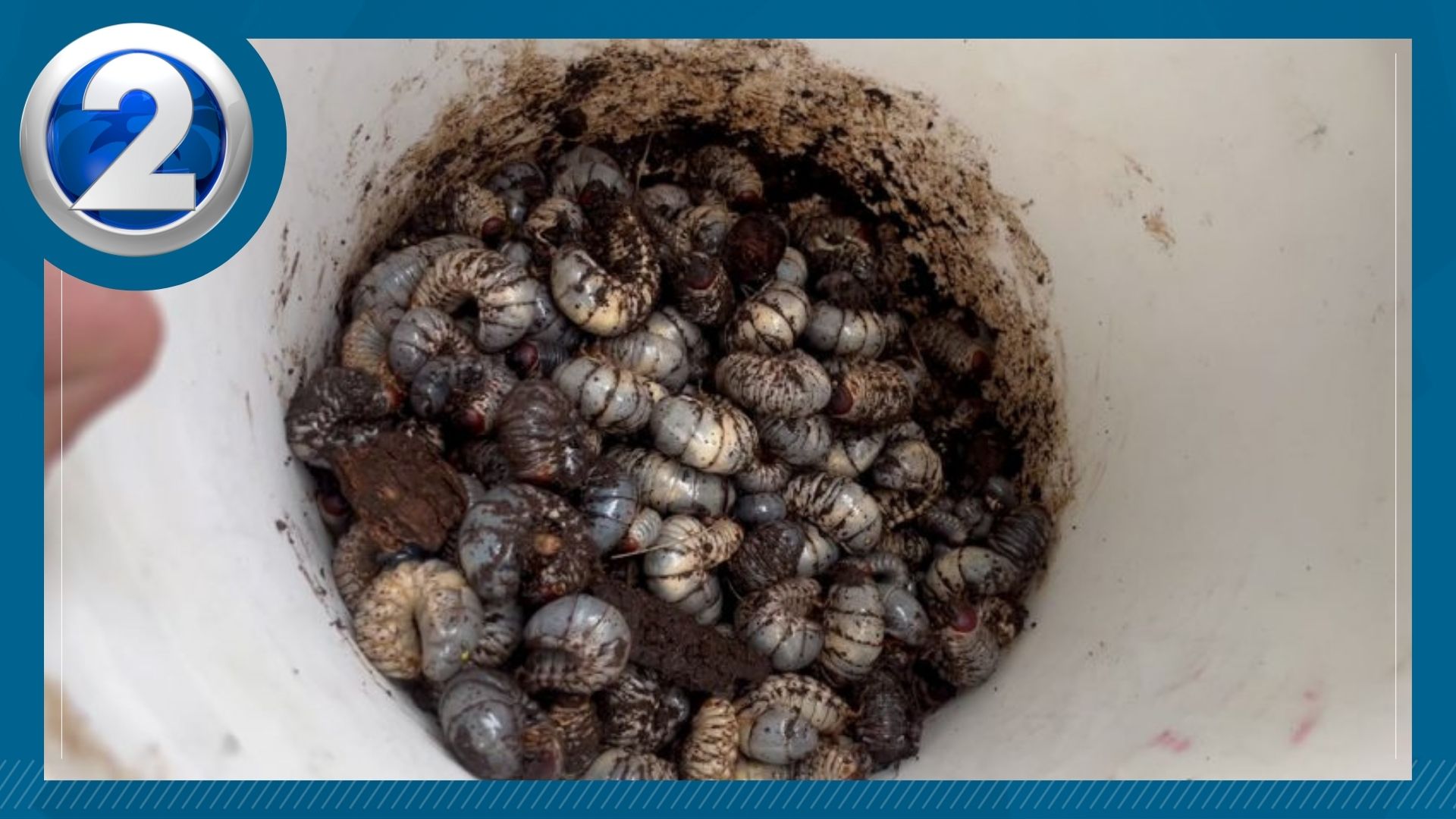 Virus research could turn into ‘big win’ in Hawaii’s beetle battle – KHON2