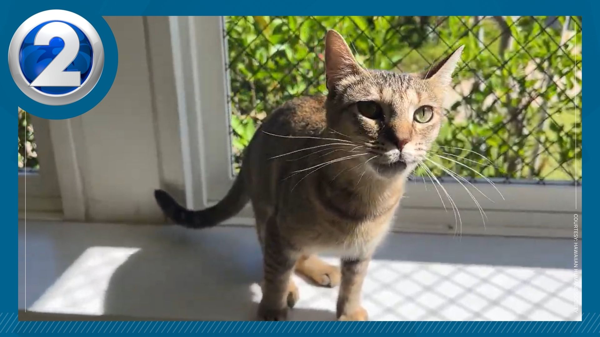 Sweet Buttercup is looking for her Bubbles and Blossom – KHON2