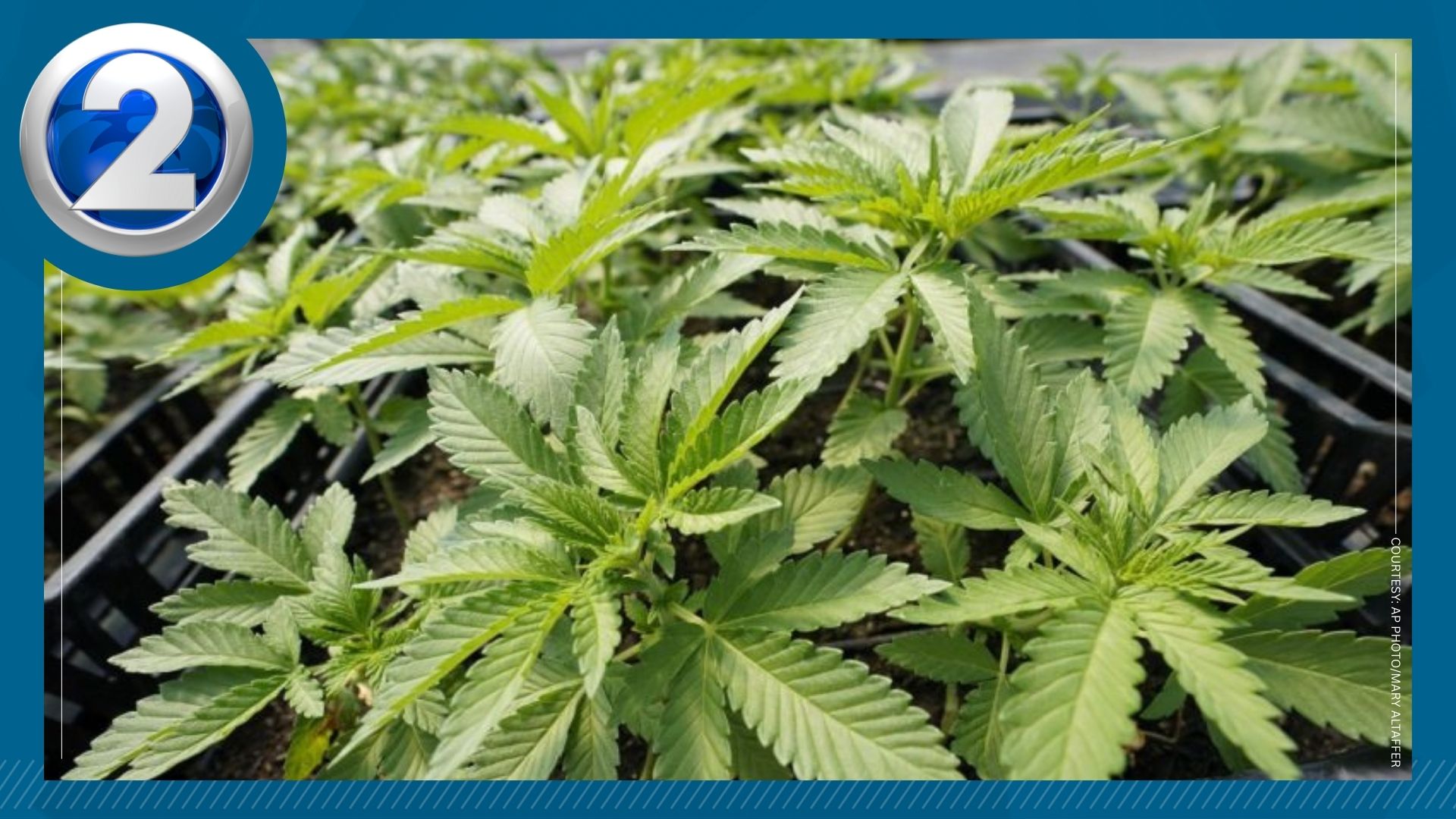 Nearly 400 lbs of marijuana found in Big Island drug bust – KHON2