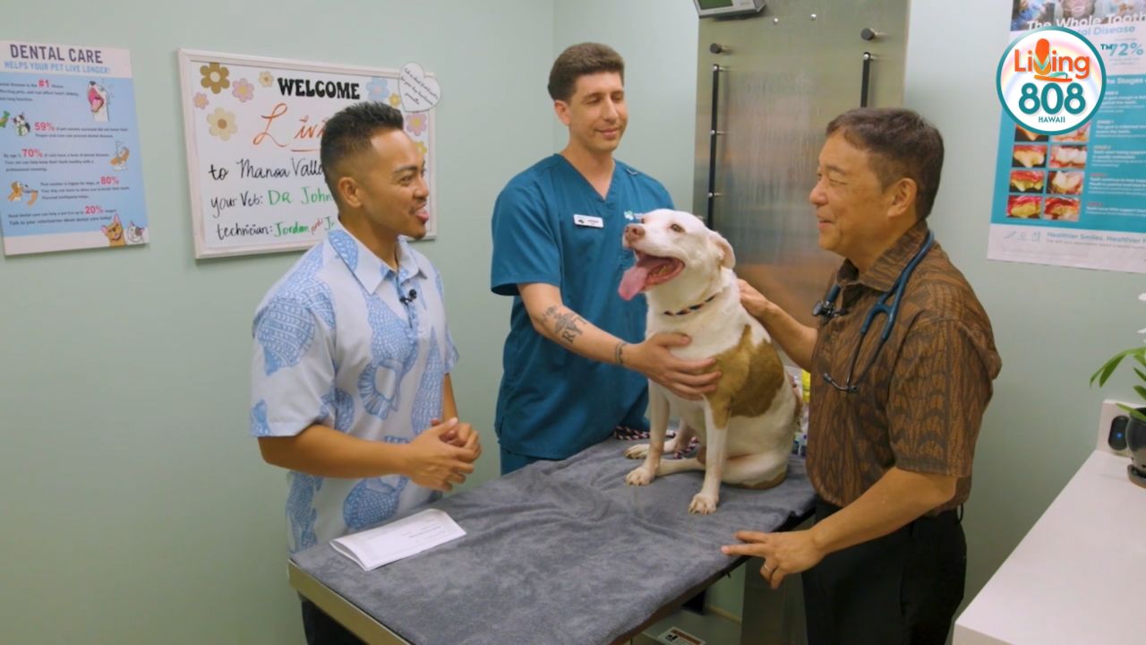 Recognizing and treating dental disease in pets – KHON2