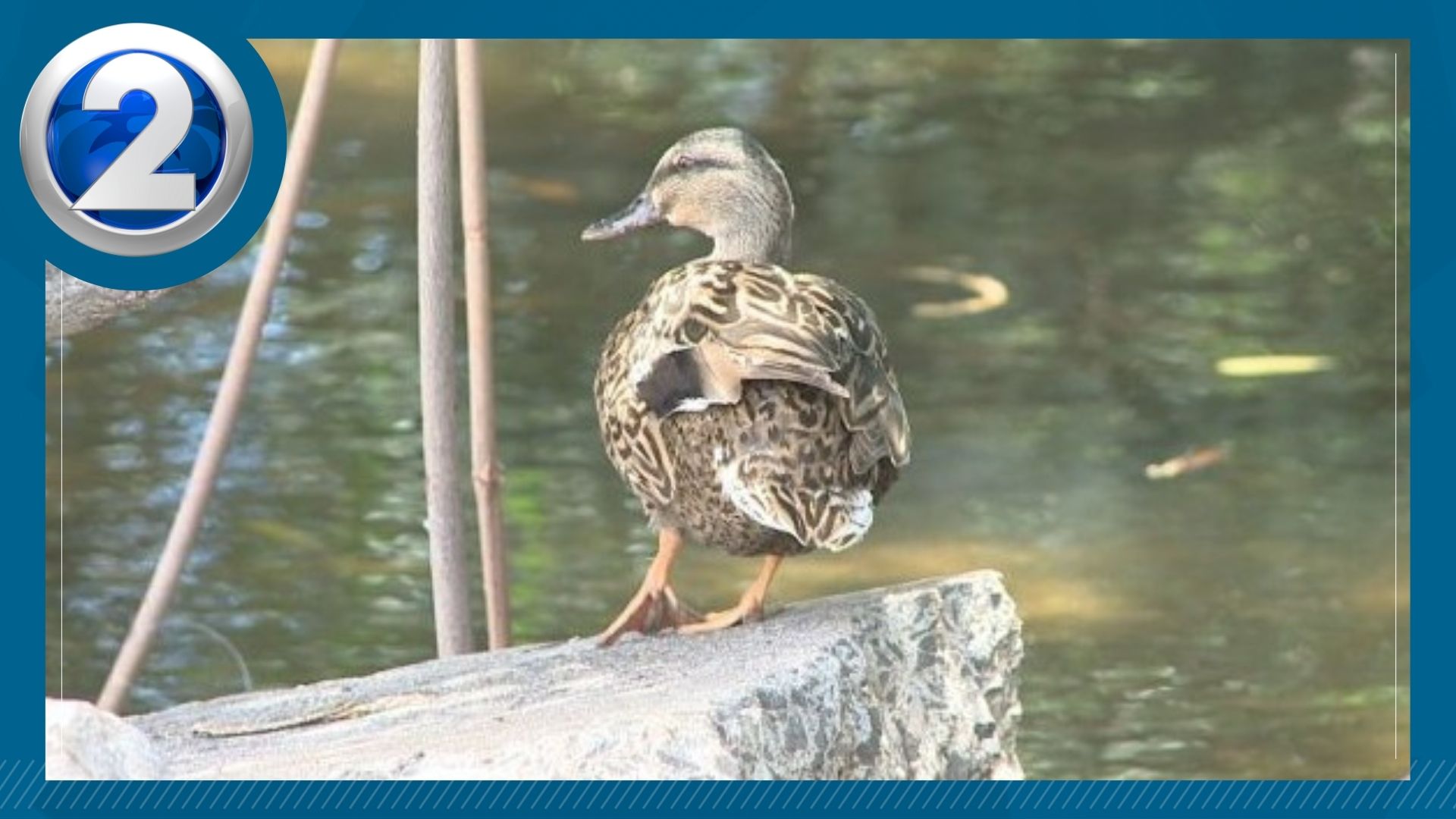 Officials look into native duck death, suspect avian flu – KHON2