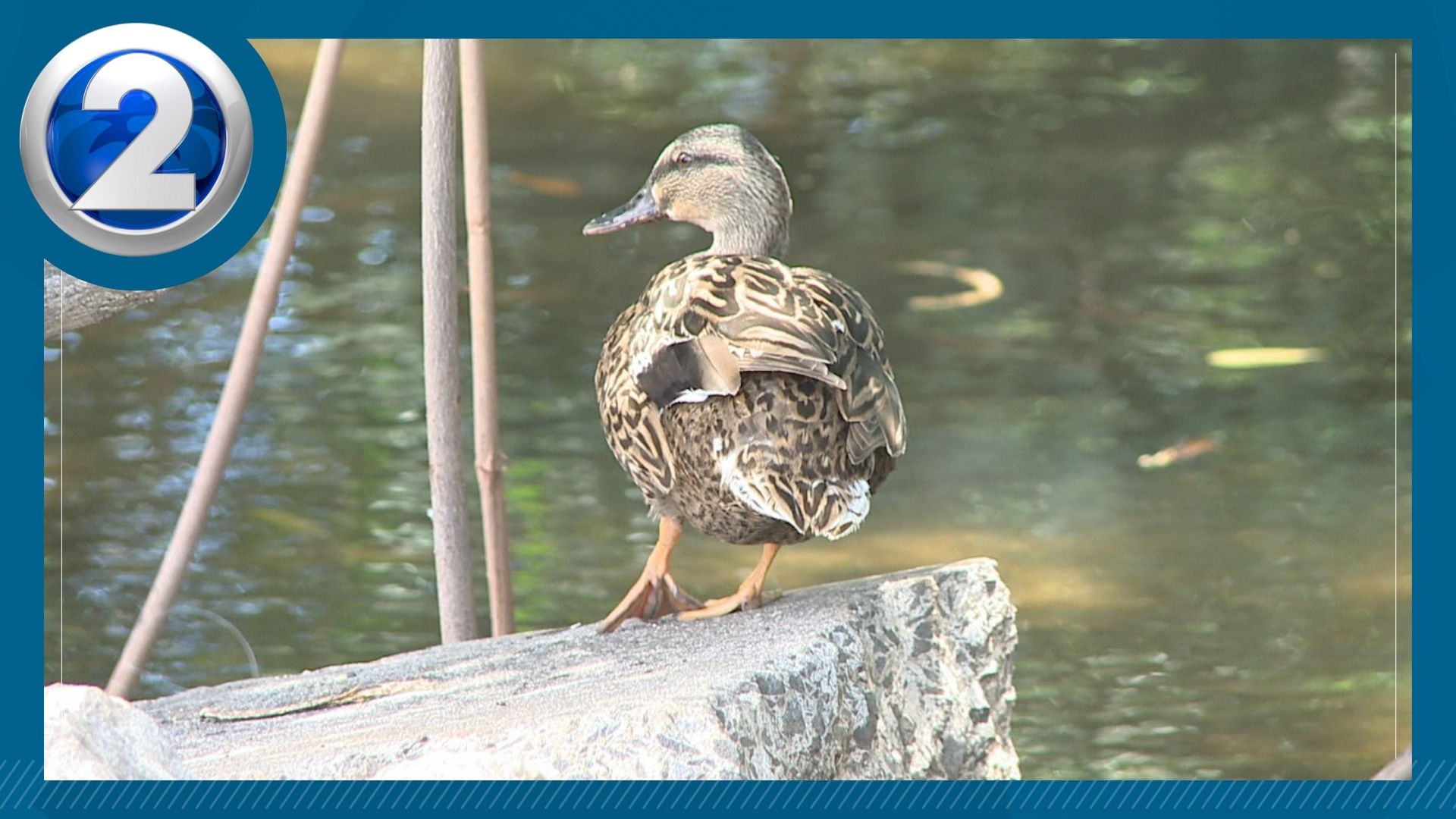 Bird flu confirmed to have killed Hawaiian duck on Kauai – KHON2