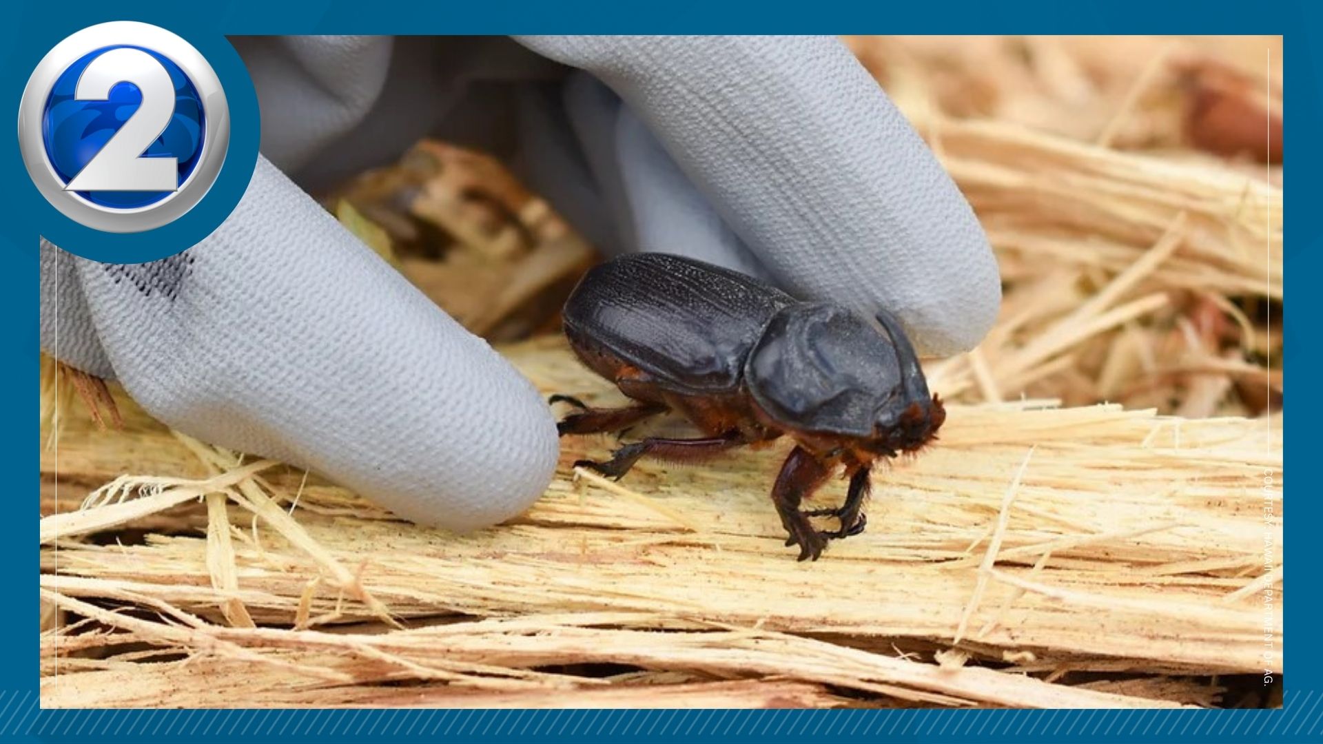 New website update helps keep track of Hawaii’s invasive species – KHON2