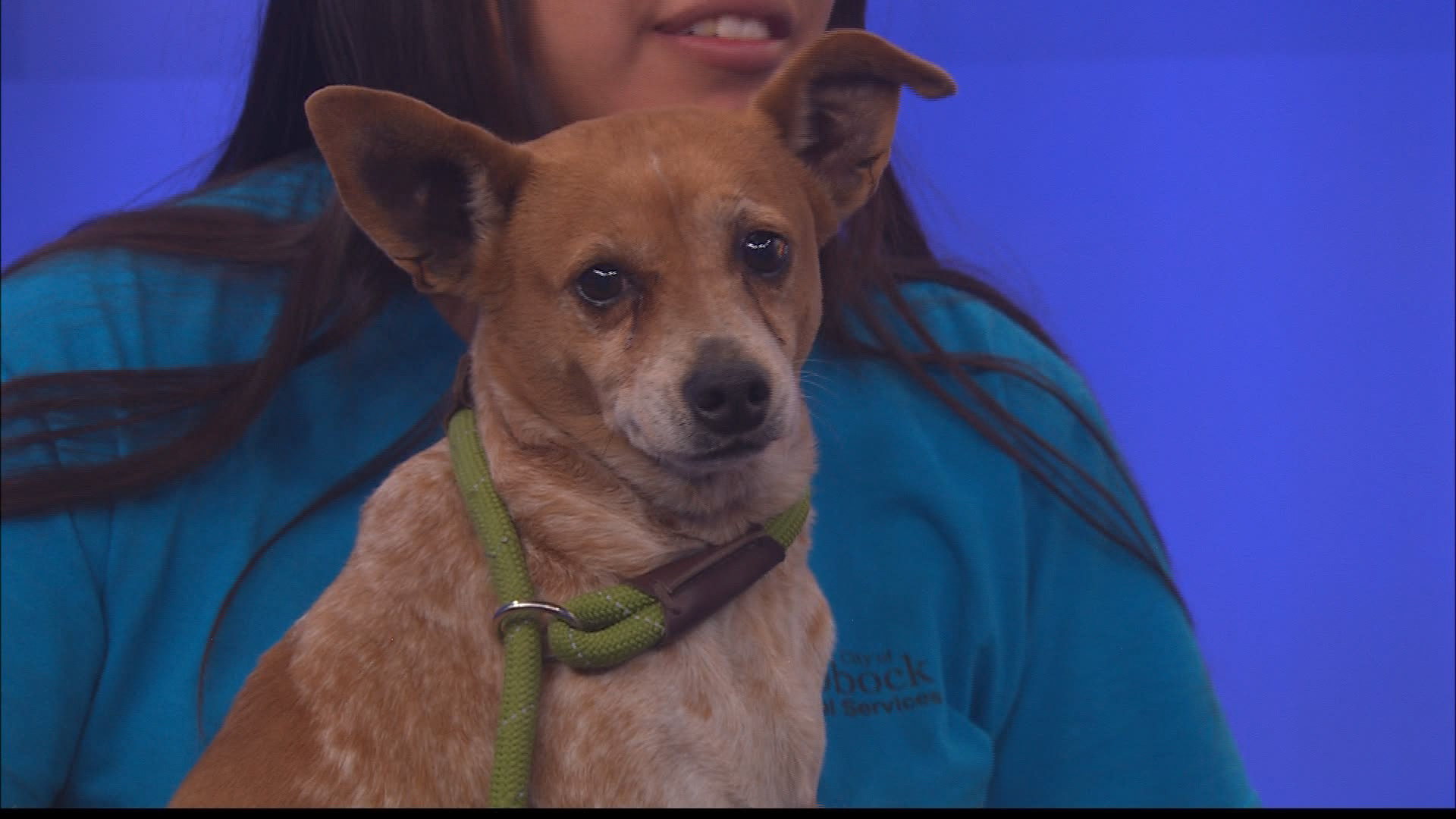 KLBK’s Pet of the Day is Queso! (1/29/26) – KLBK | KAMC ...