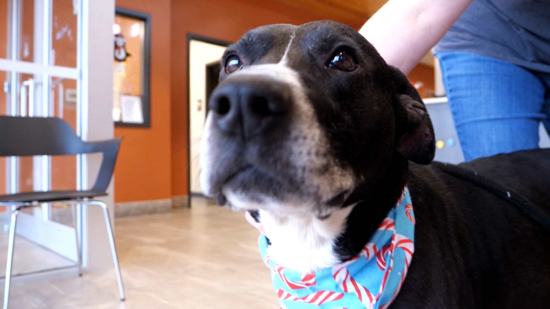 Purina Presents: Meet Boomer in Pet of the Week – KNWA FOX24