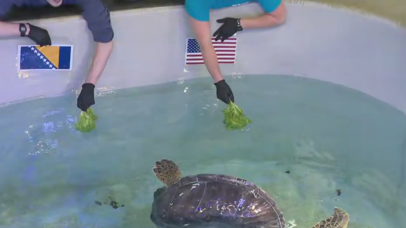 SEA LIFE Kansas City sea turtle picks Team USA for next World Cup match ...