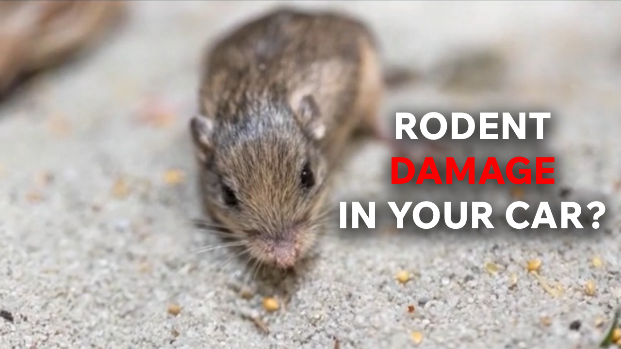 Tips for protecting your car from rodent damage in winter – WKBN.com