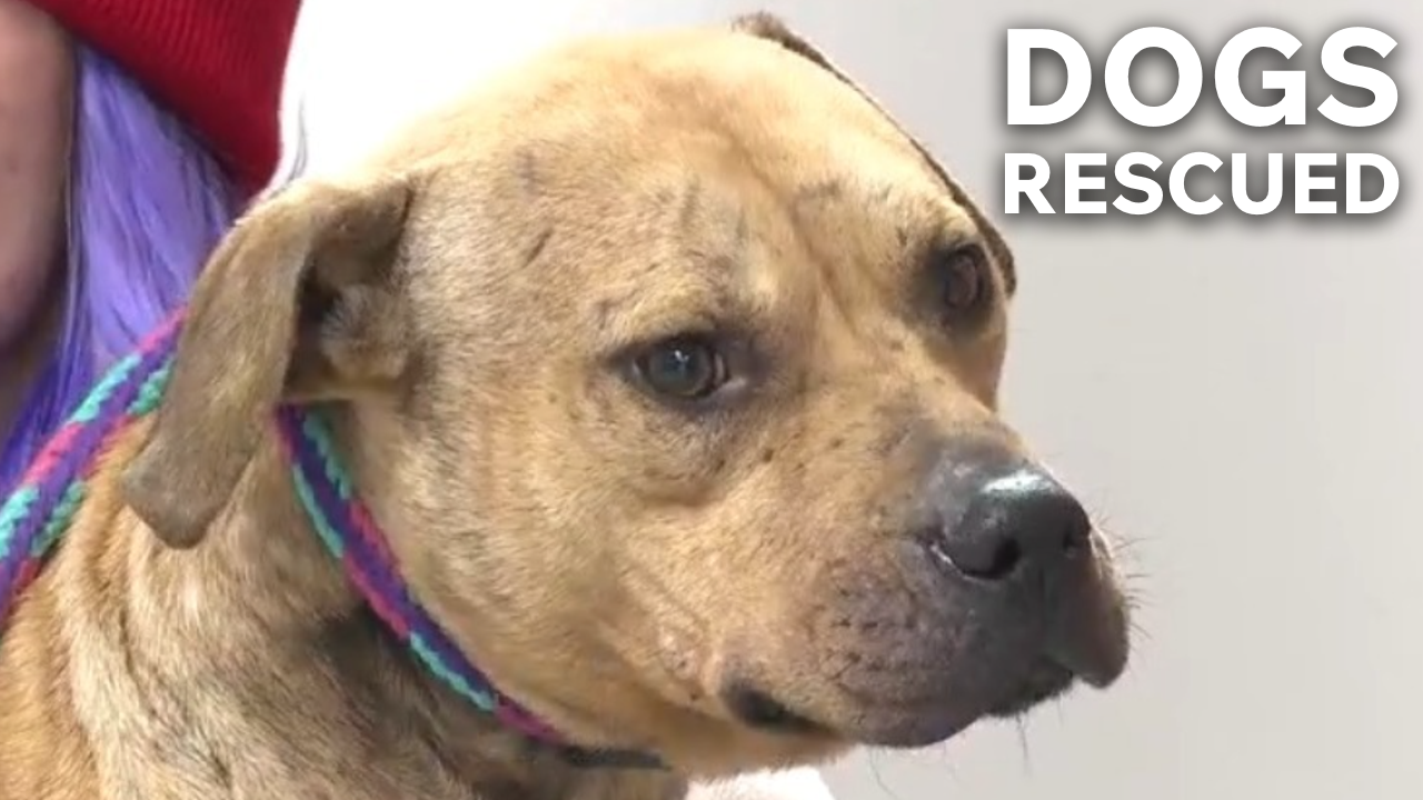 Animal Charity rescues 6 dogs in freezing cold – WKBN.com